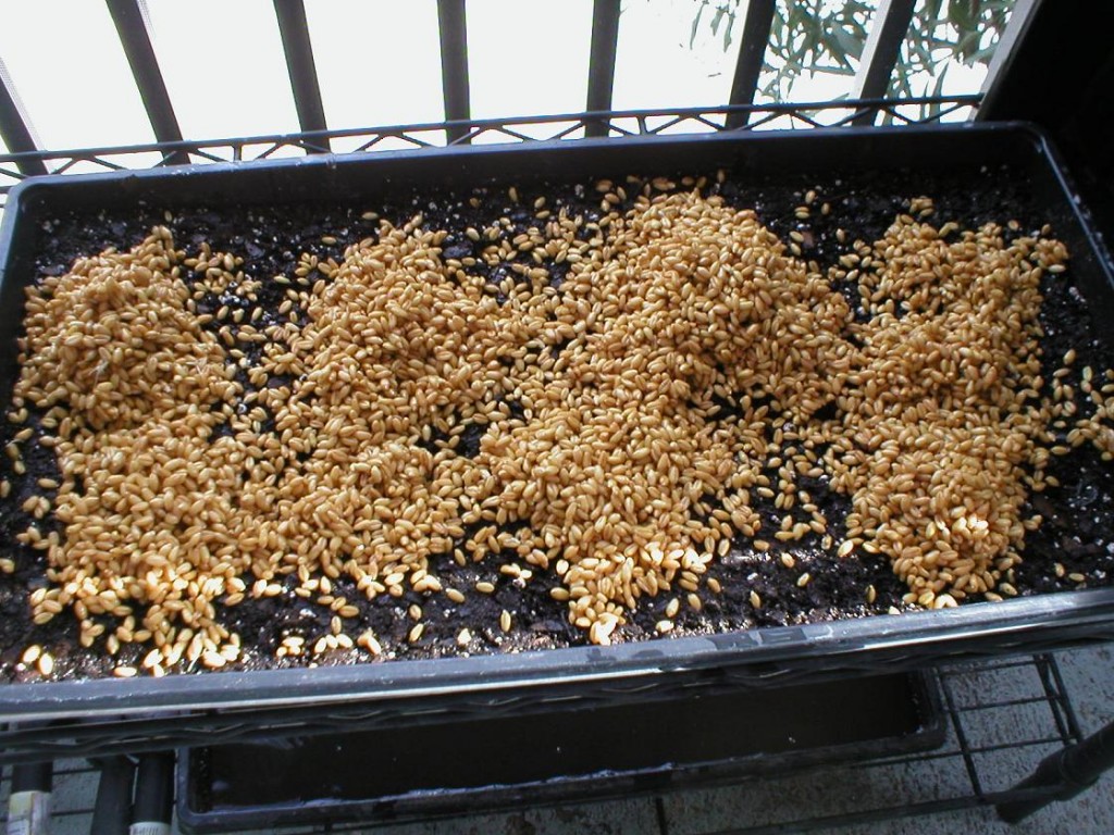 How To Grow WheatGrass – Growing Instructions with Pictures