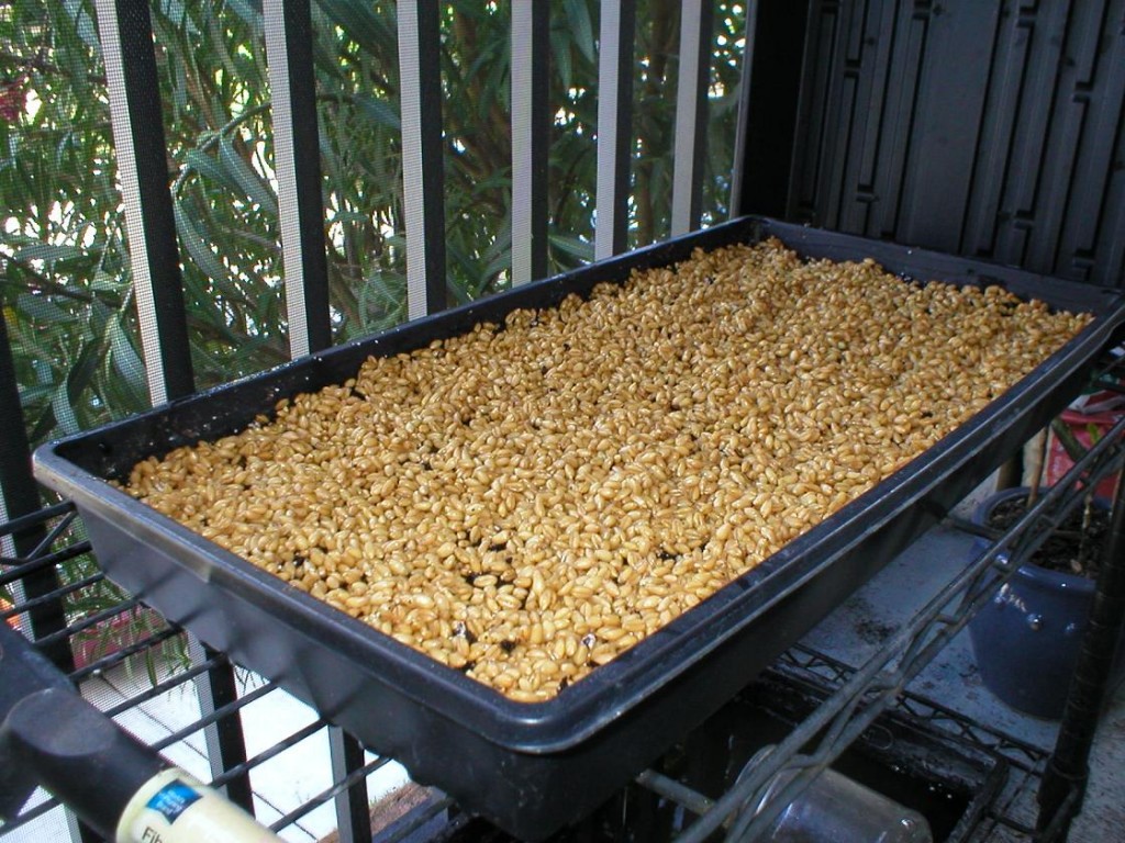 How To Grow WheatGrass – Growing Instructions with Pictures