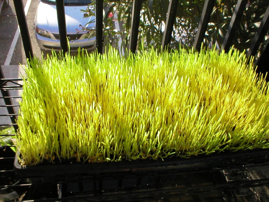 How To Grow WheatGrass – Growing Instructions with Pictures