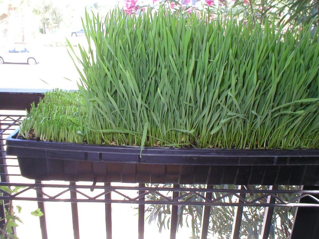 How To Grow WheatGrass – Growing Instructions with Pictures