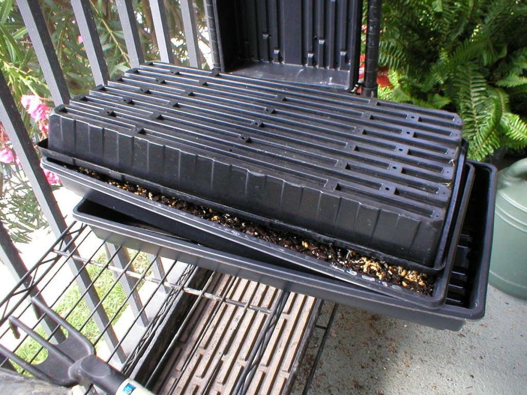 How To Grow WheatGrass – Growing Instructions with Pictures