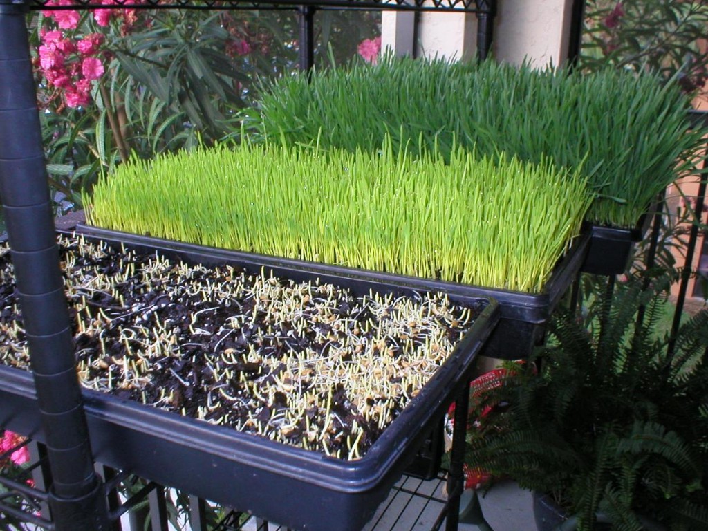 Wheatgrass Growing Stages of Growth